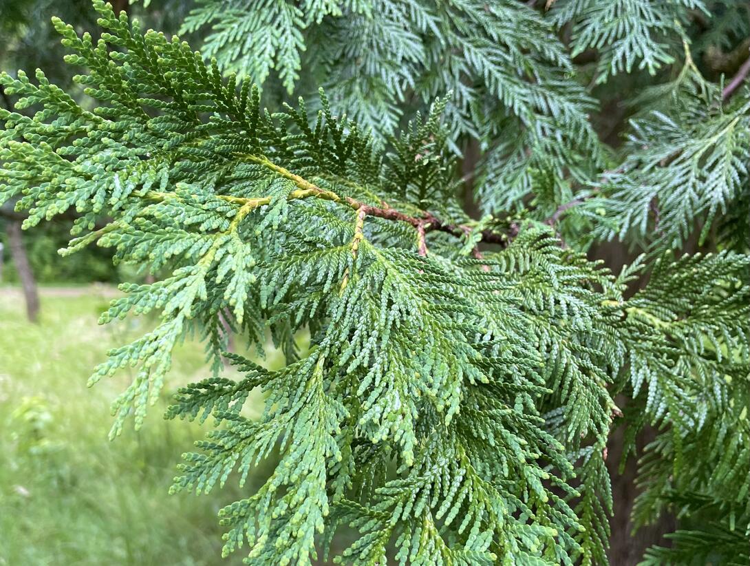 Arborvitae | CMP Tree Selection Tool